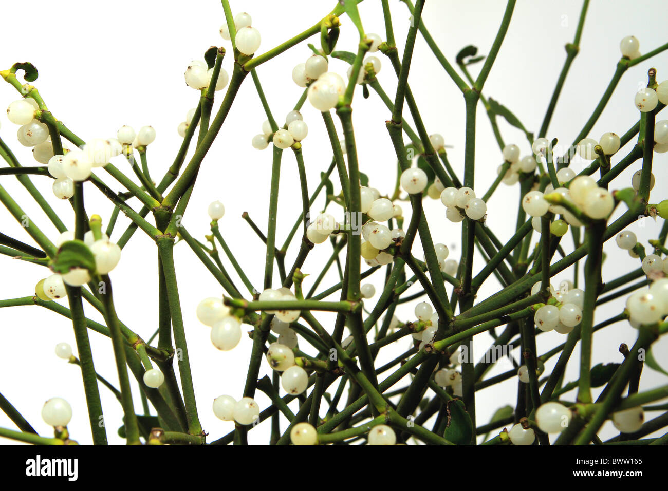 Rote beere mistel viscum -Fotos und -Bildmaterial in hoher Auflösung ...