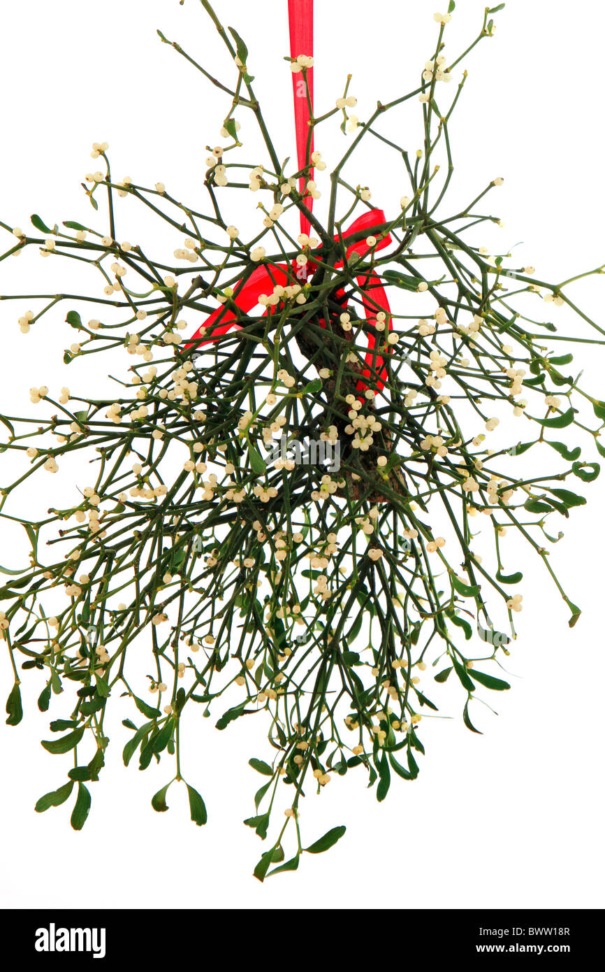Rote beere mistel viscum -Fotos und -Bildmaterial in hoher Auflösung ...