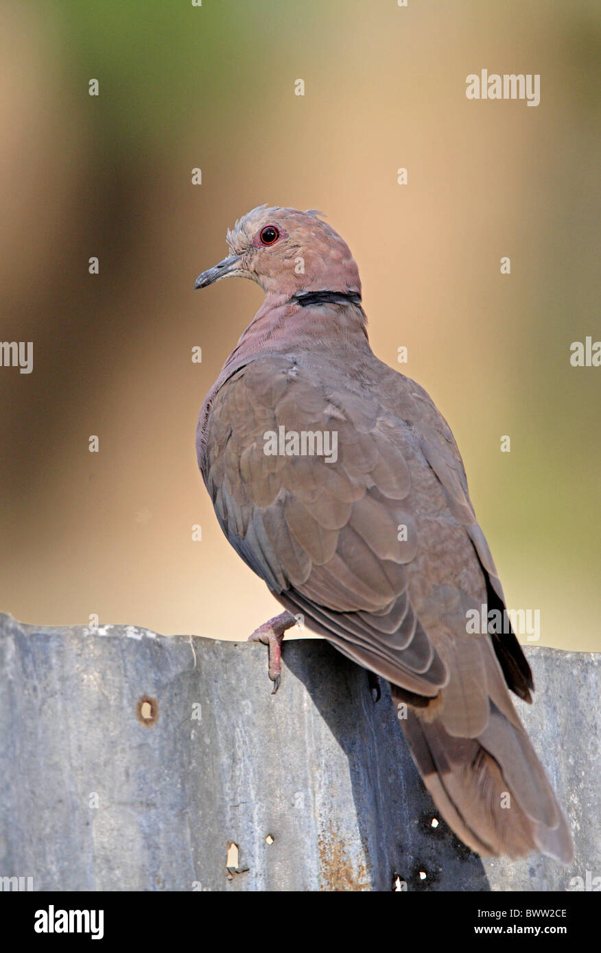 Rotäugigen Taube (Streptopelia Semitorquata) Erwachsene, thront auf ...