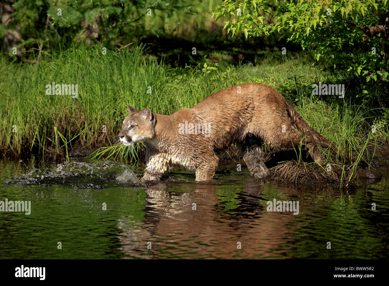 Puma felis concolor water -Fotos und -Bildmaterial in hoher Auflösung ...