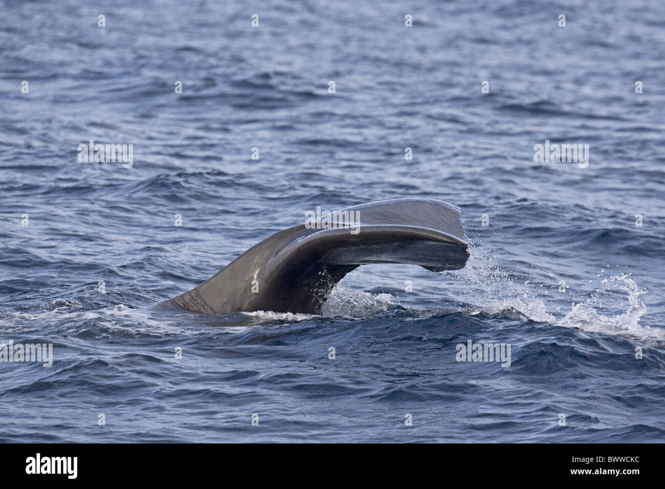Pottwale physeter catodon -Fotos und -Bildmaterial in hoher Auflösung ...