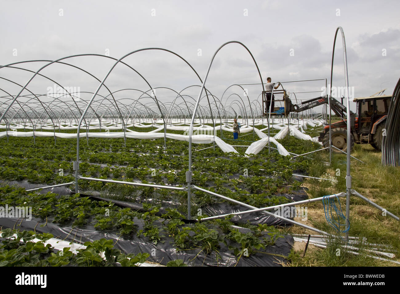 Polly tunnel -Fotos und -Bildmaterial in hoher Auflösung – Alamy