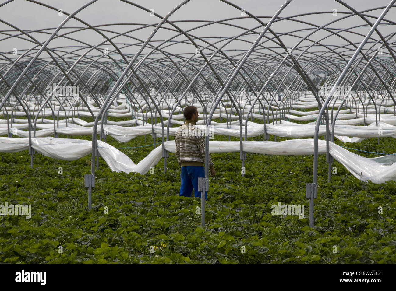 Polly tunnel -Fotos und -Bildmaterial in hoher Auflösung – Alamy