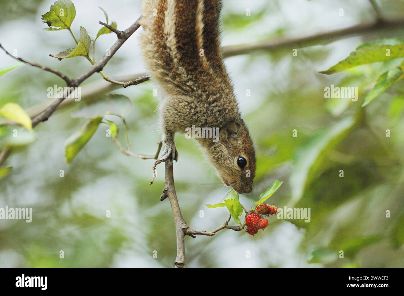 Eichhörnchen Eichhörnchen Nager Nagetiere Asien Asiatische Säugetier ...