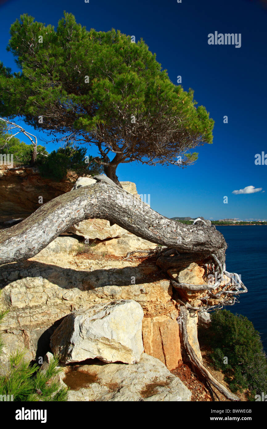 Mediterraner wald -Fotos und -Bildmaterial in hoher Auflösung – Alamy
