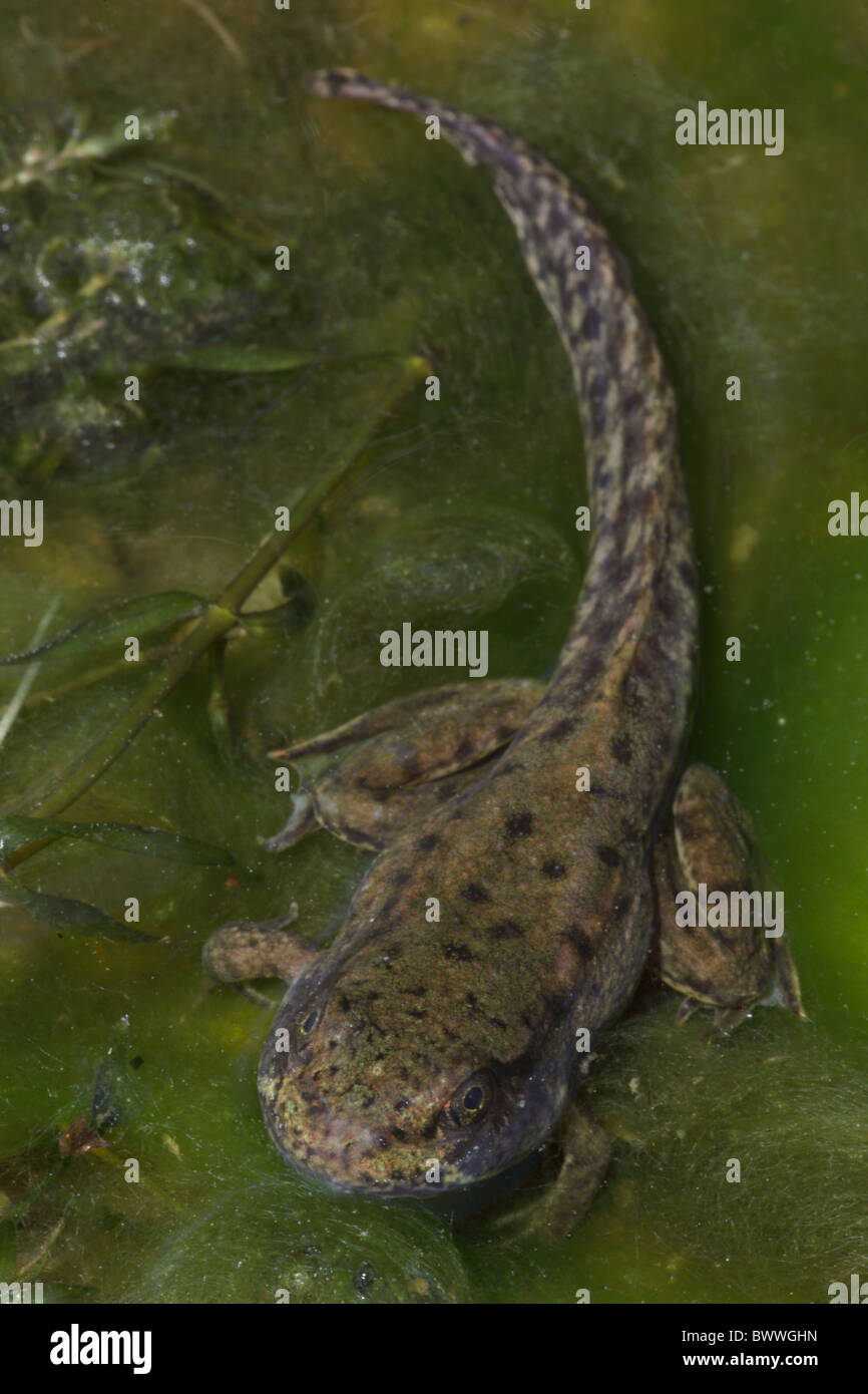 Grüner Frosch (Rana Clamitans) - Metamorphose Frosch zeigt Kaulquappe ...
