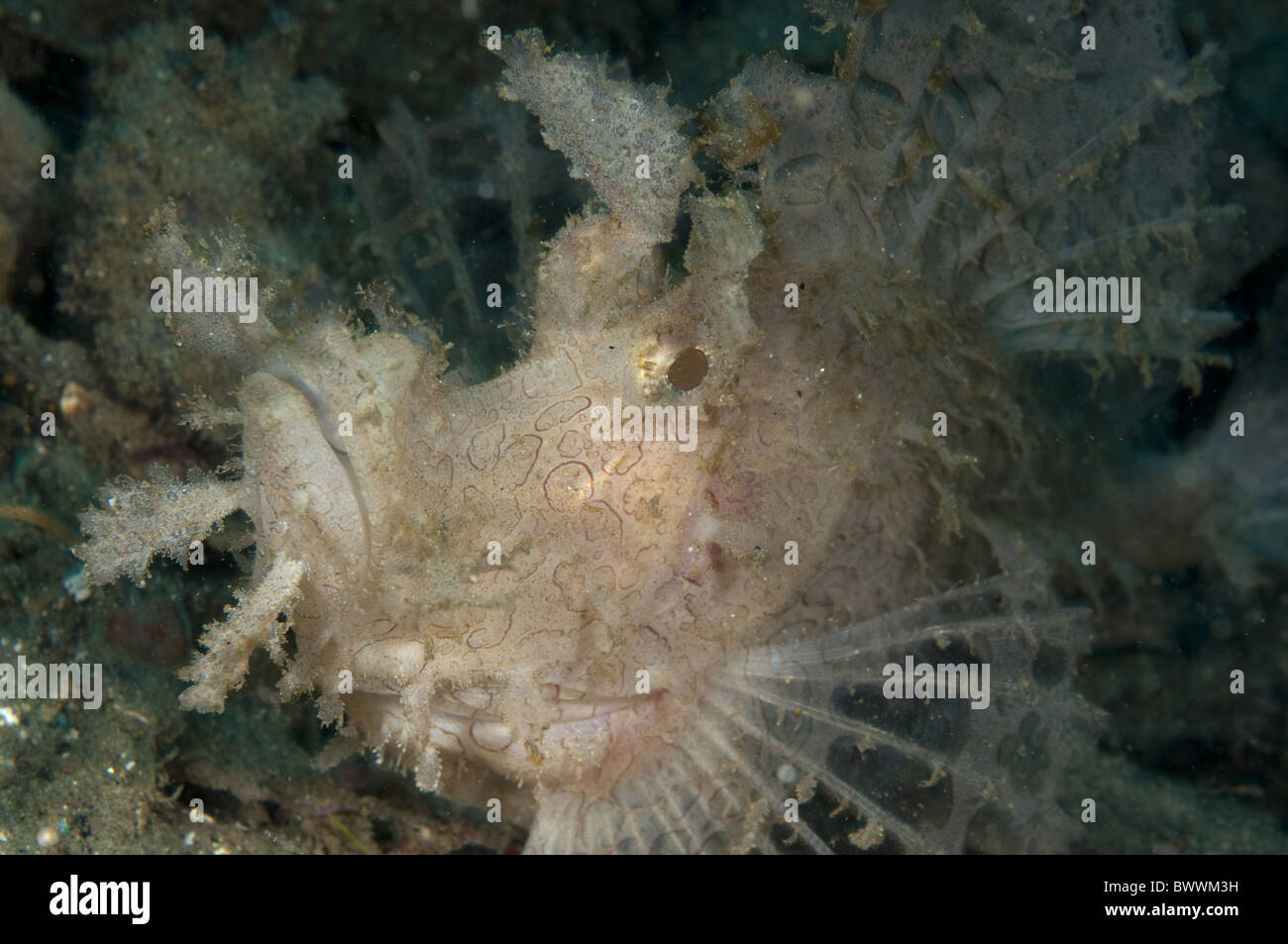 Brauner drachenkopf -Fotos und -Bildmaterial in hoher Auflösung – Alamy