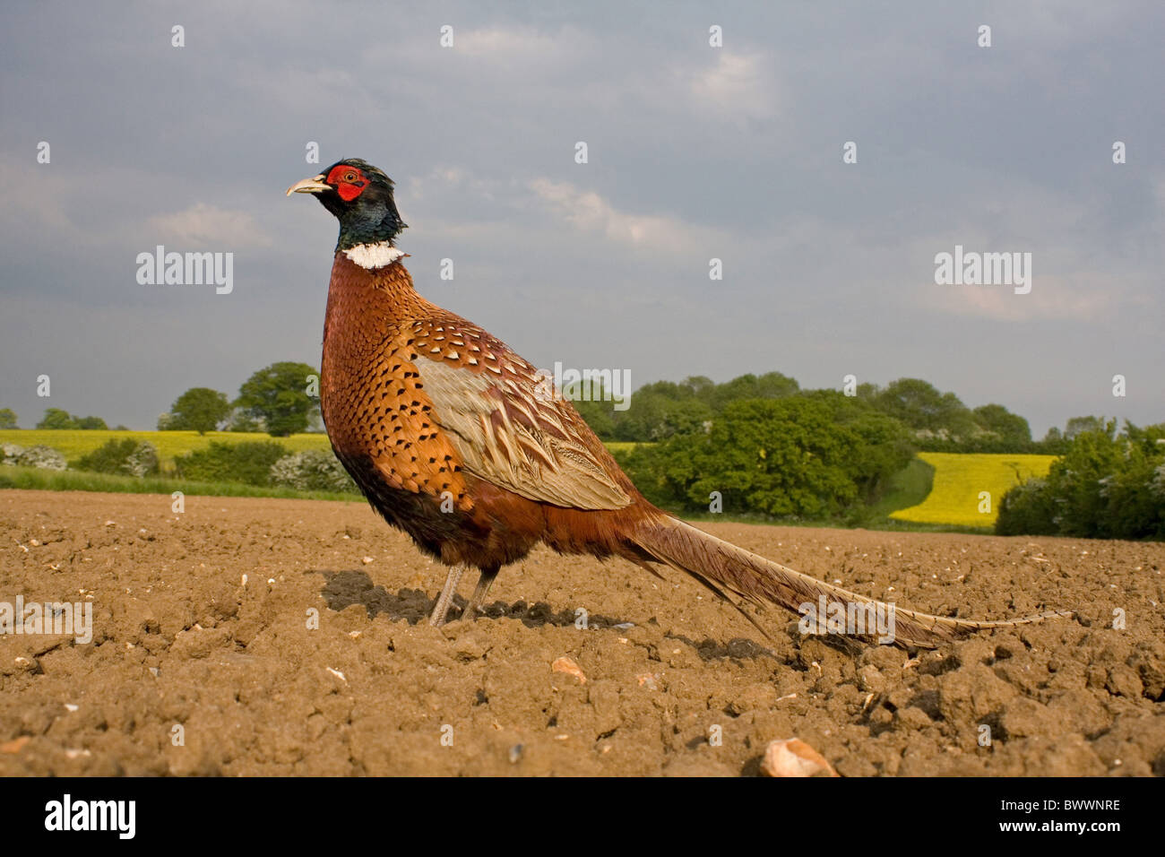 Gemeinsamen Fasan (Phasianus Colchicus) Männchen, stehend im Acker ...