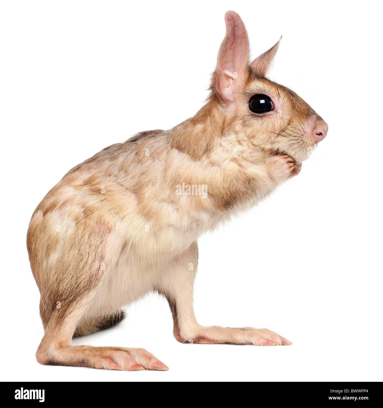 Nature Rodent Kangaroo Stockfotos und -bilder Kaufen - Alamy