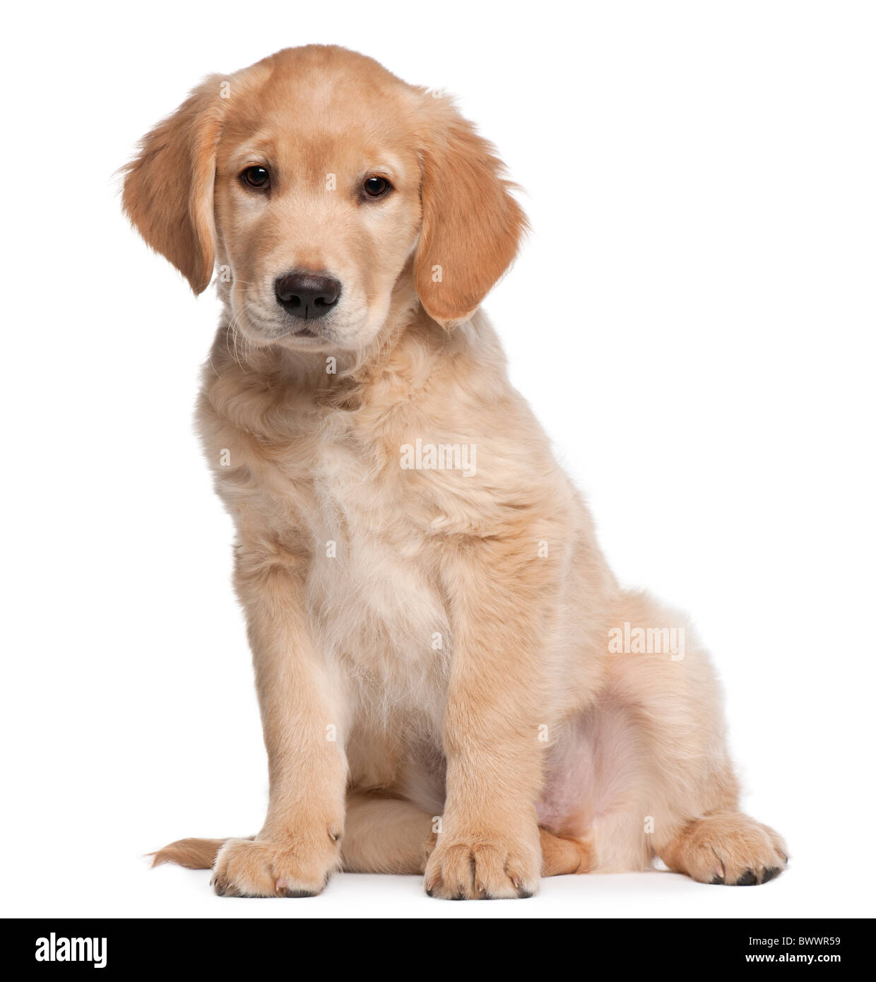 Golden retriever puppy -Fotos und -Bildmaterial in hoher Auflösung – Alamy
