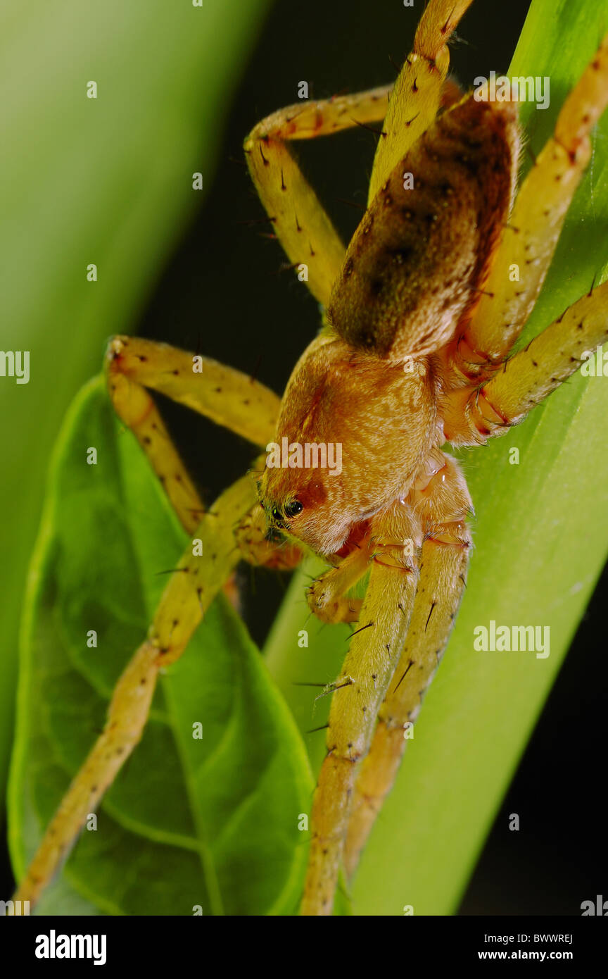 Spinnentiere Dolomedes Fimbriatus Süßwasser wirbellose Tiere Porträt ...
