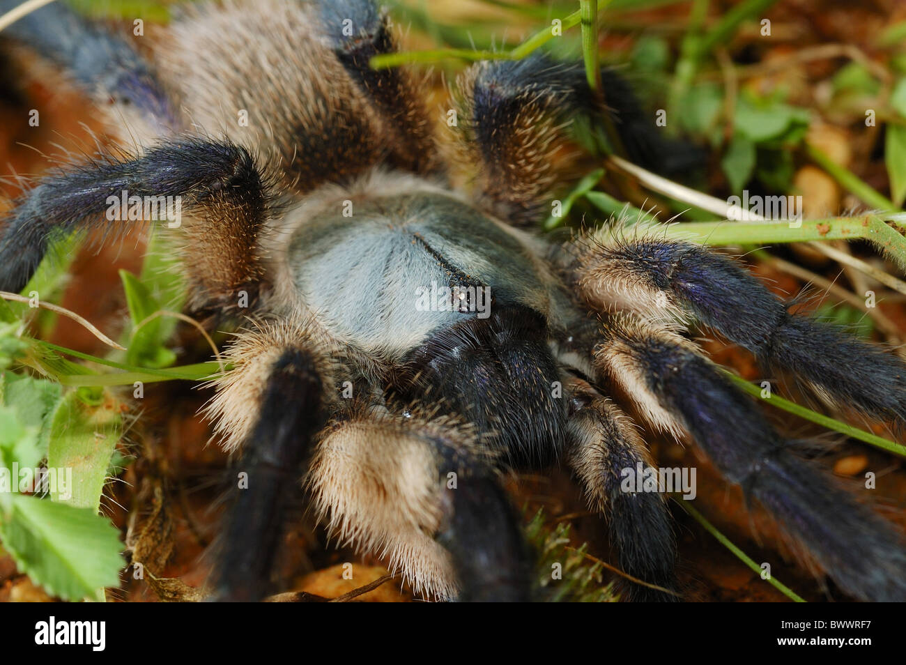 Spinnentiere Endemismus Monocentropus Balfouri Porträt Socotra Spinne ...