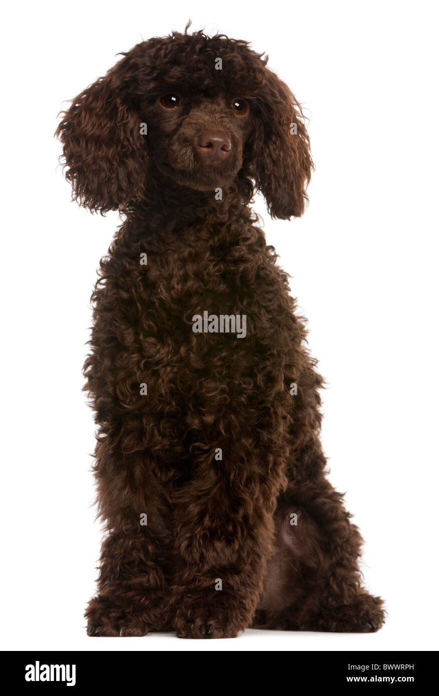 Brown poodle -Fotos und -Bildmaterial in hoher Auflösung – Alamy
