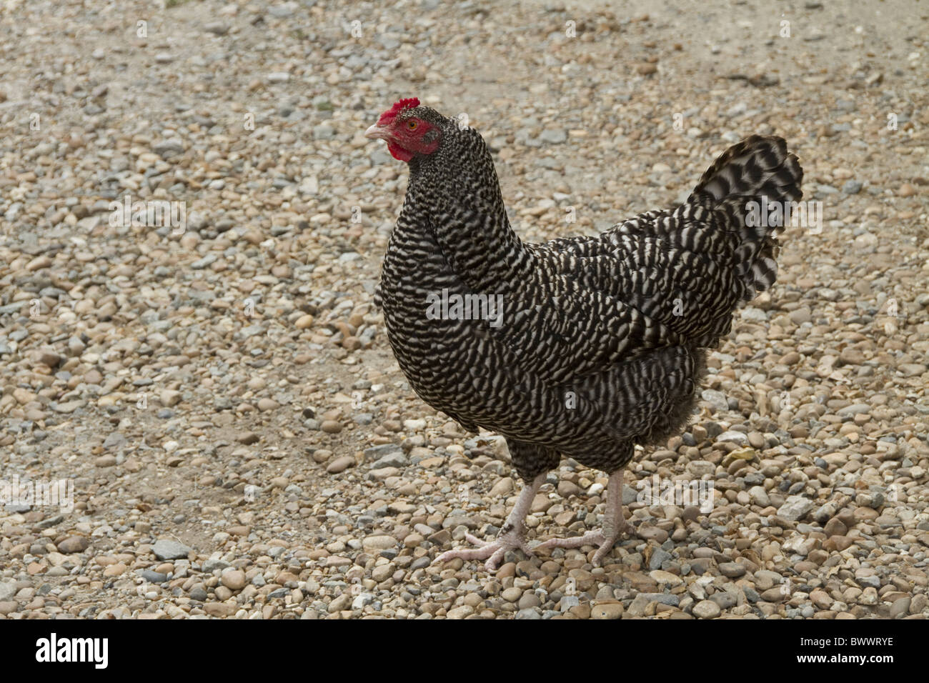 Maran chicken -Fotos und -Bildmaterial in hoher Auflösung – Alamy