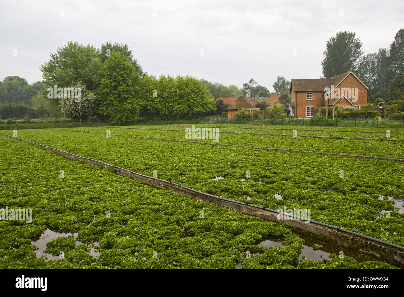 Hampshire watercress cultivation -Fotos und -Bildmaterial in hoher ...