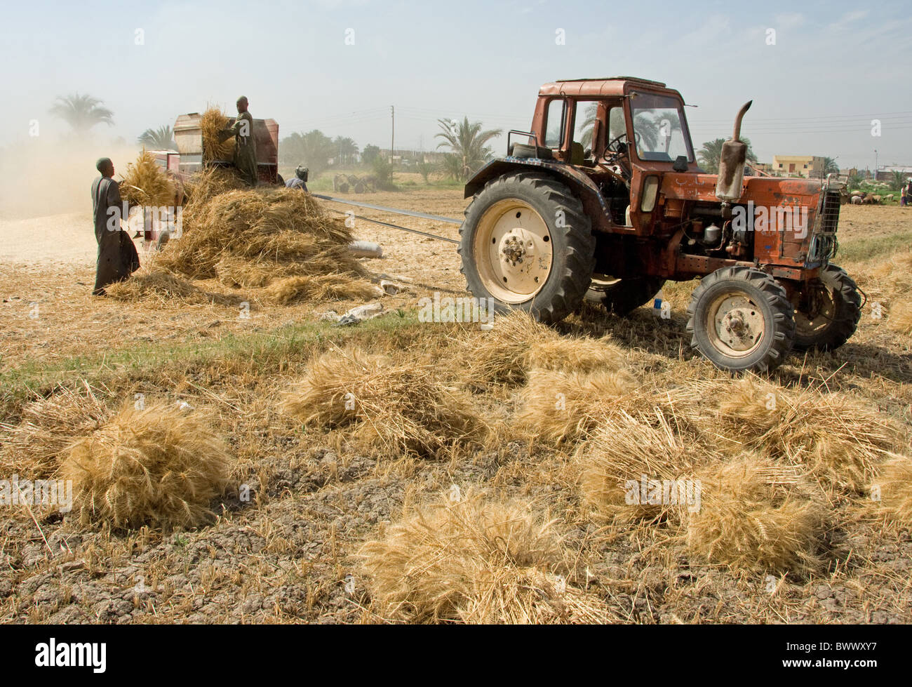 Grains threshing -Fotos und -Bildmaterial in hoher Auflösung – Alamy
