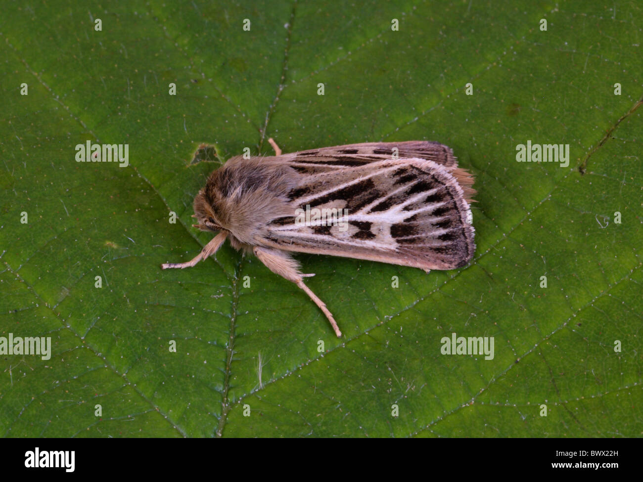 Tier Motten Motten Lepidoptera Insekt Insekten Wirbellose Wirbellosen ...