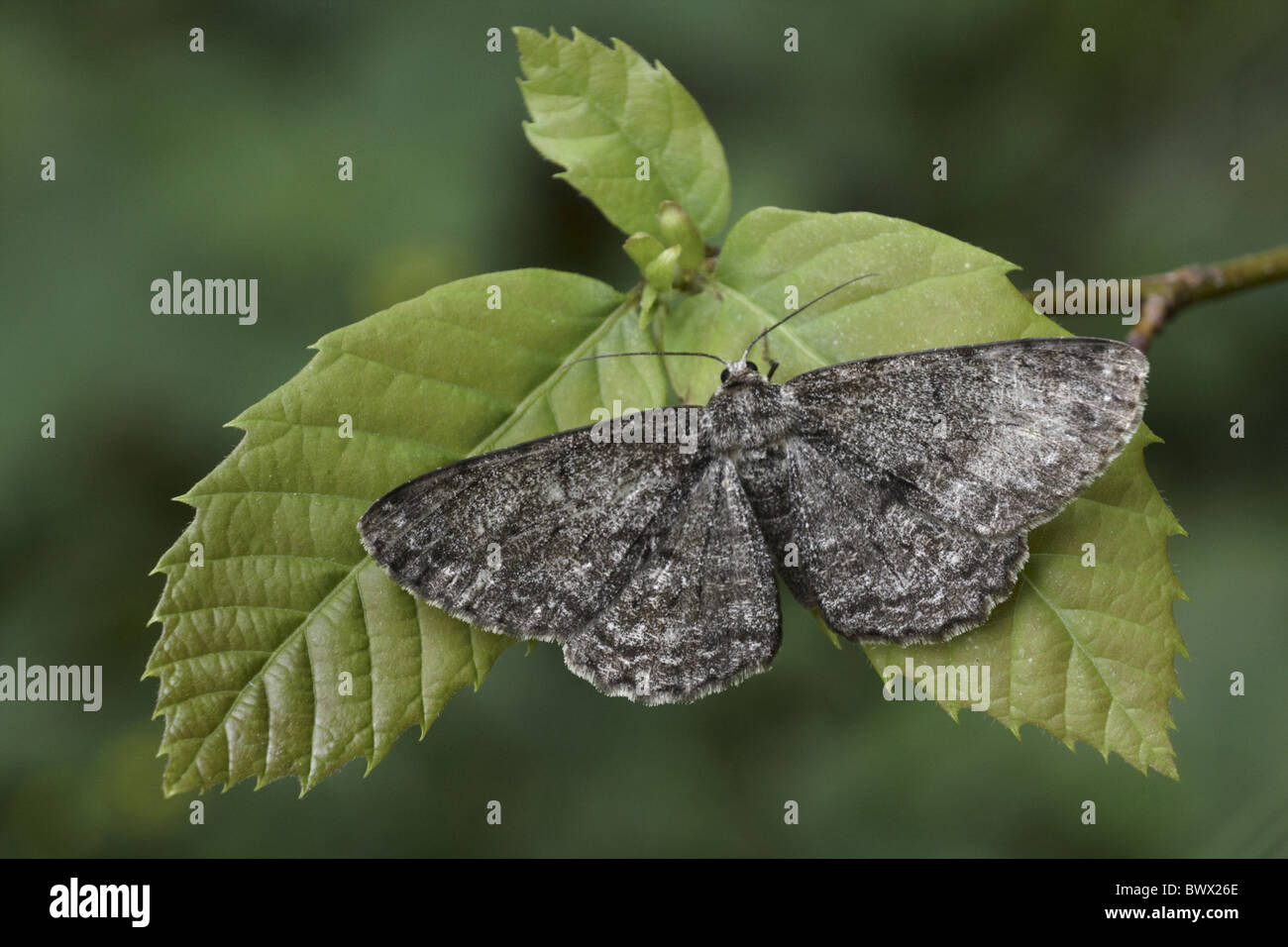 Tier Motten Motten Lepidoptera Insekt Insekten Wirbellose Wirbellosen ...