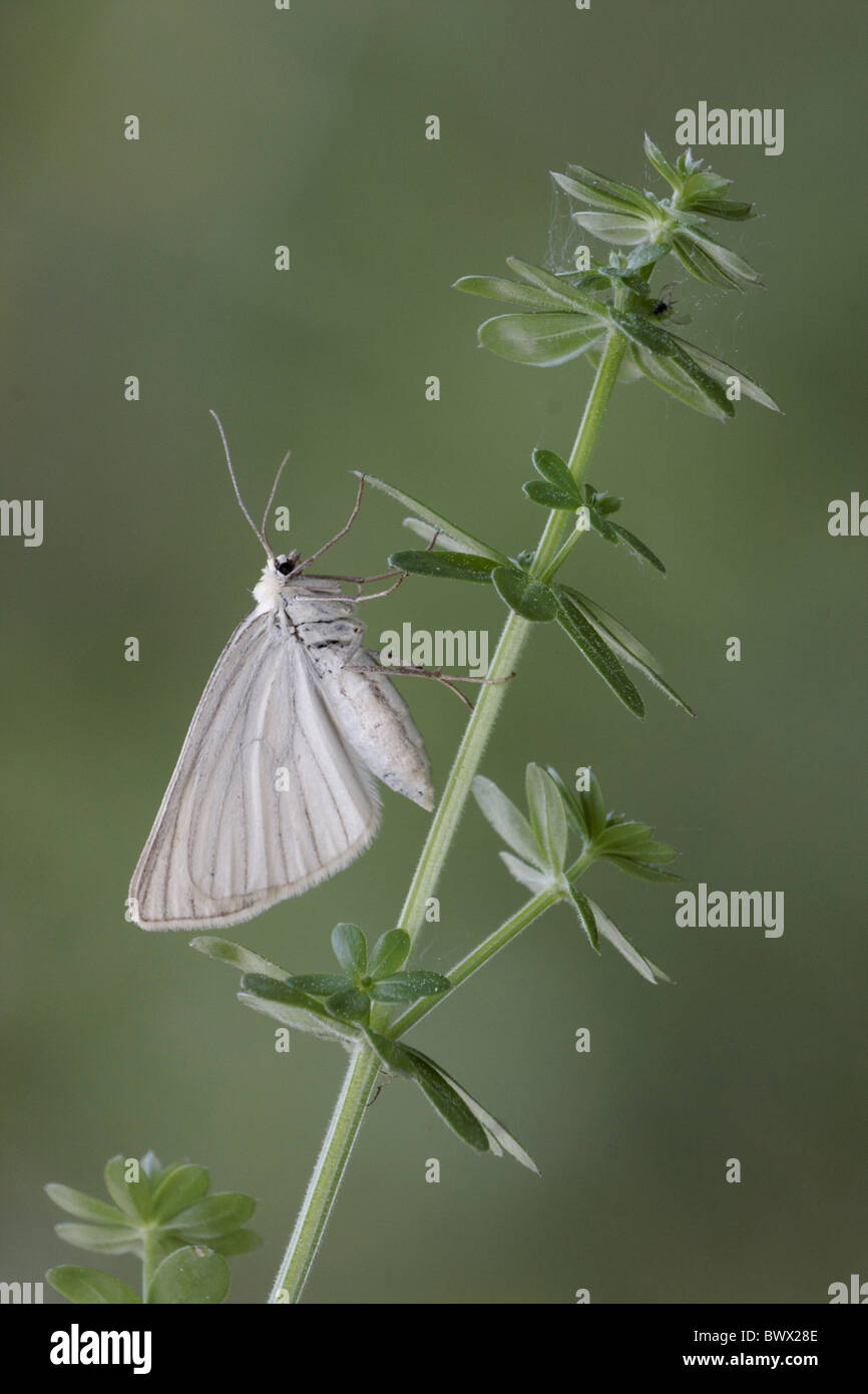 Tier Motten Motten Lepidoptera Insekt Insekten Wirbellose Wirbellosen ...