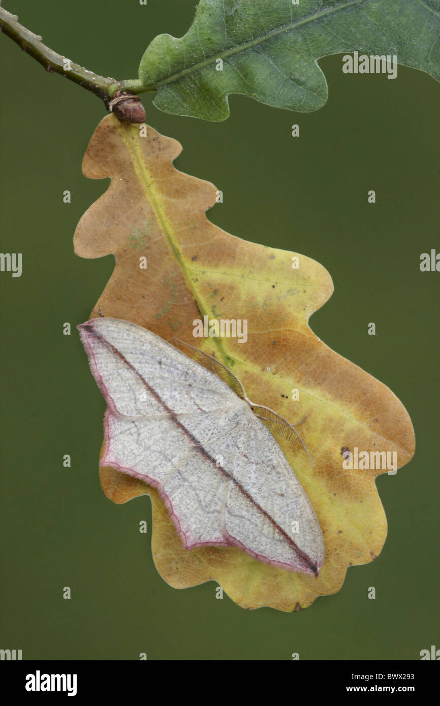Tier Motten Motten Lepidoptera Insekt Insekten Wirbellose Wirbellosen ...
