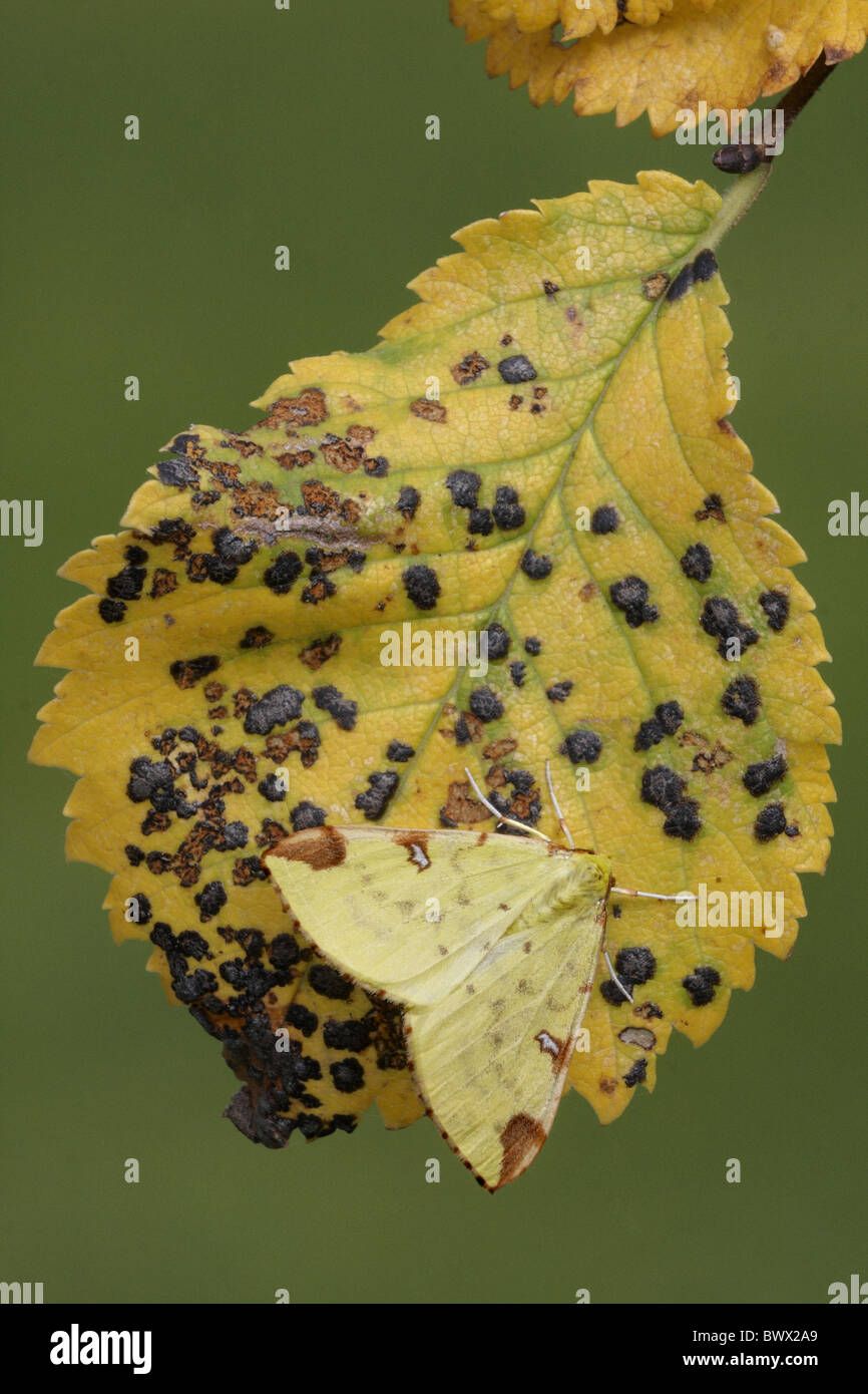Tier Motten Motten Lepidoptera Insekt Insekten Europa Europäische ...