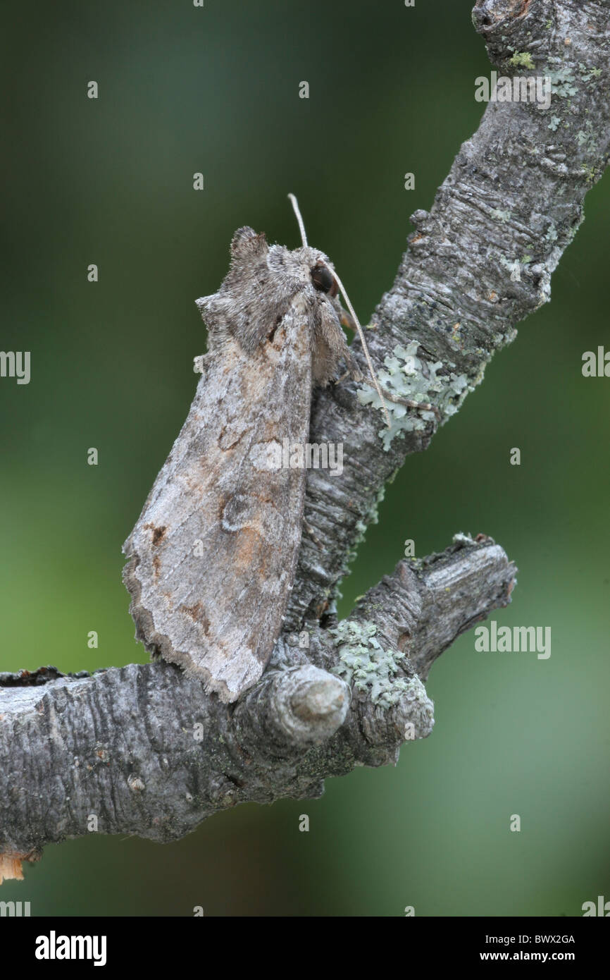 Tier Motten Motten Lepidoptera Insekt Insekten Wirbellose Wirbellosen ...