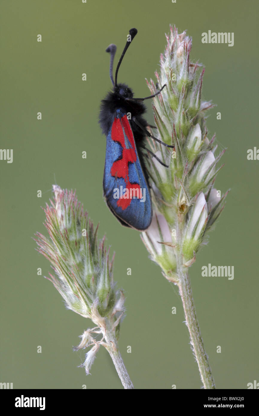 Tier Motten Motten Lepidoptera Insekt Insekten Wirbellose Wirbellosen ...