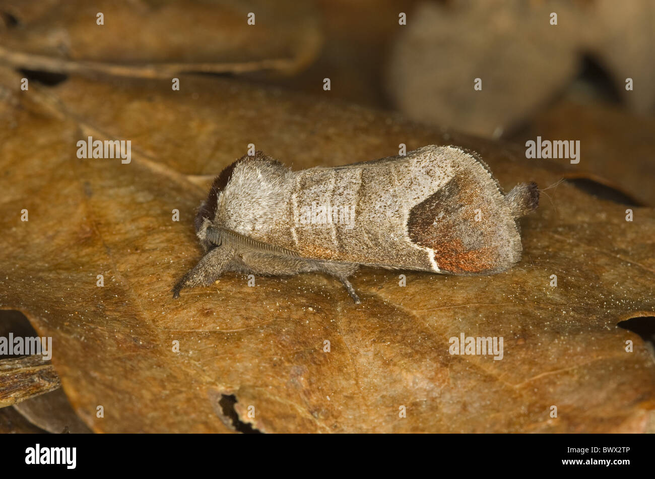 Tier Motten Motten Lepidoptera Insekt Insekten Wirbellose Wirbellosen ...