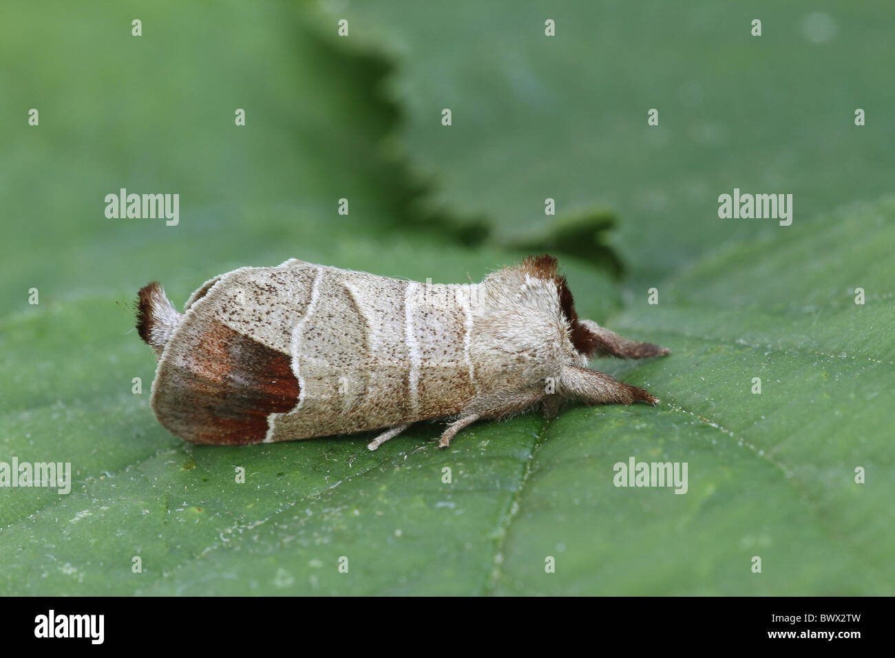 Tier Motten Motten Lepidoptera Insekt Insekten Wirbellose Wirbellosen ...