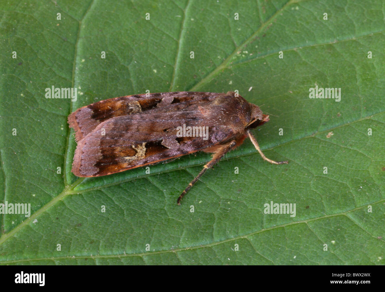 Tier Motten Motten Lepidoptera Insekt Insekten Wirbellose Wirbellosen ...
