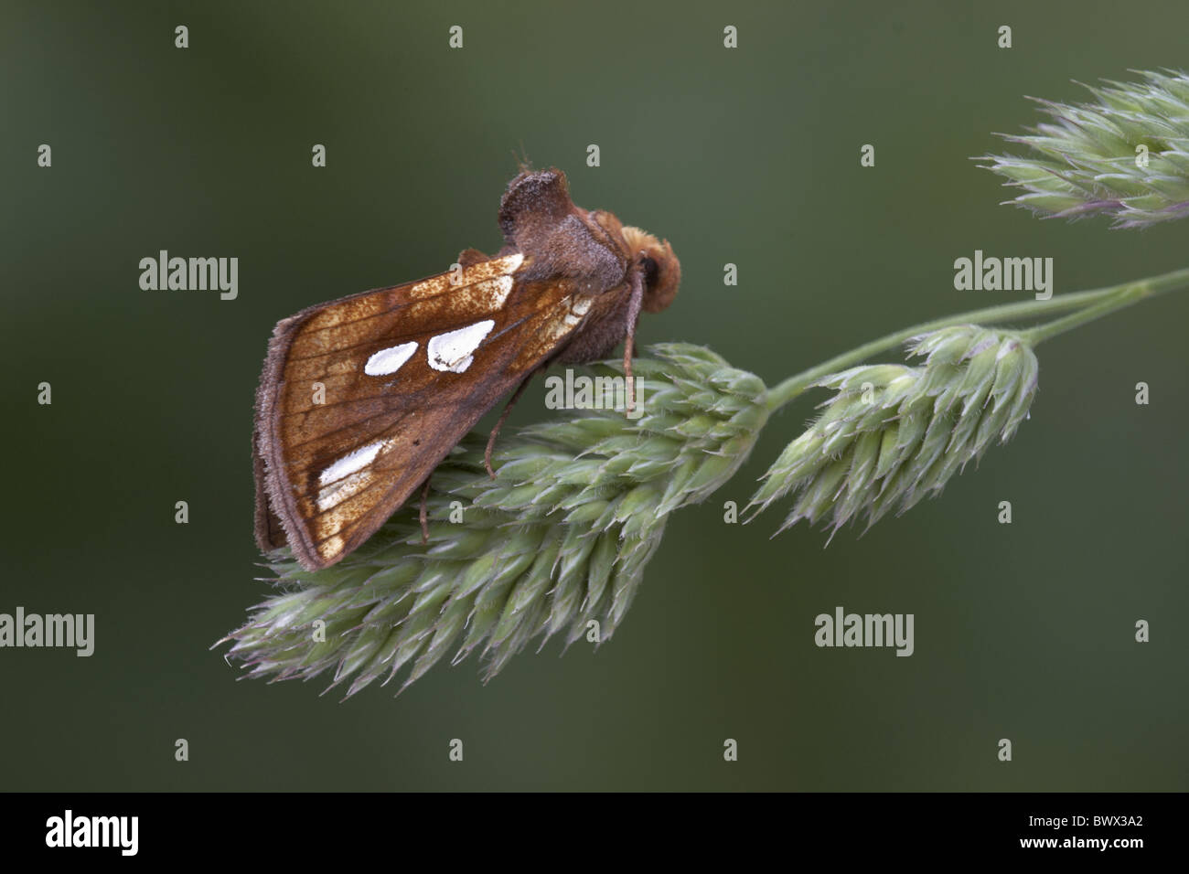 Tier Motten Motten Lepidoptera Insekt Insekten Wirbellose Wirbellosen ...