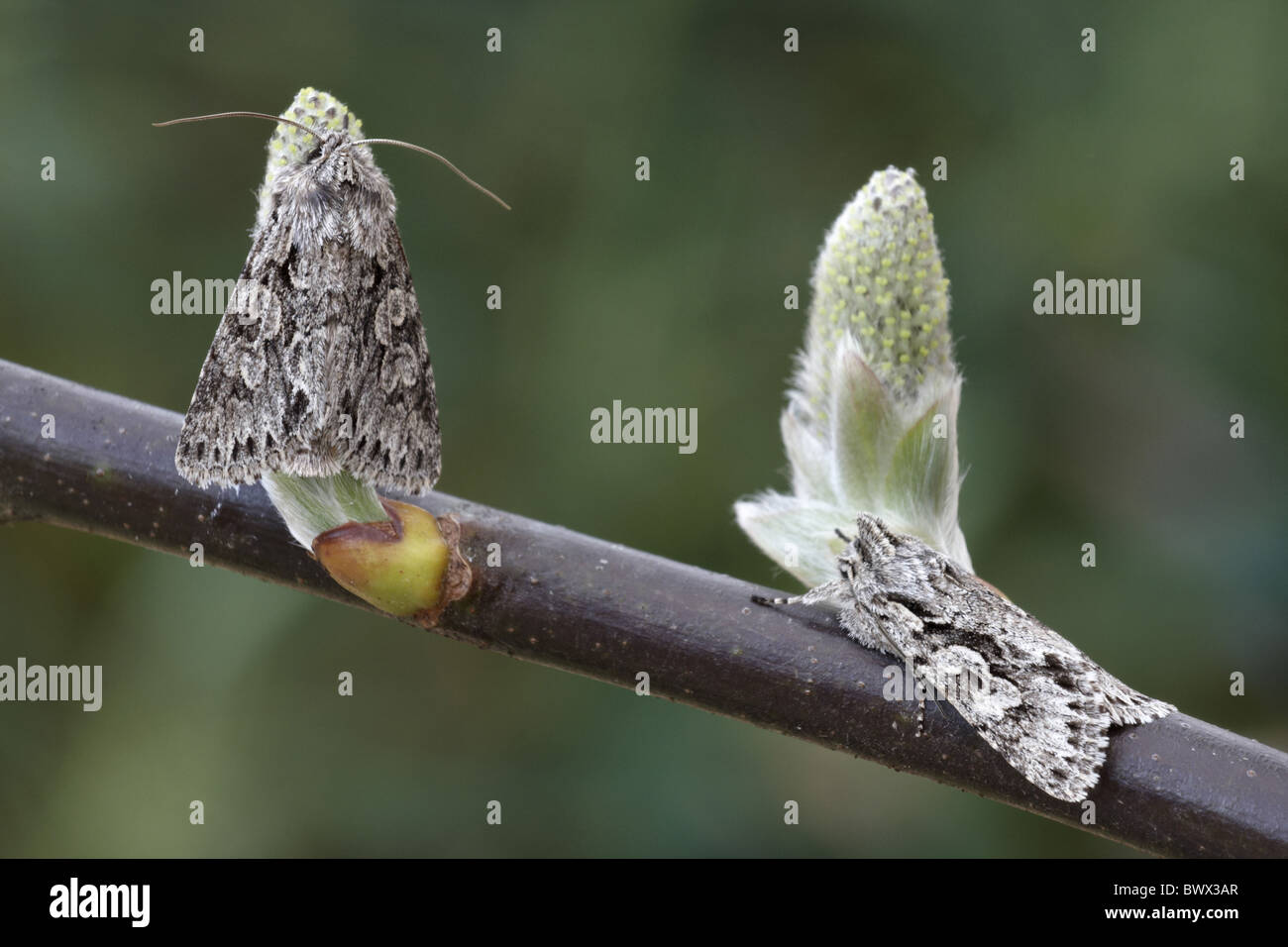 Tier Motten Motten Lepidoptera Insekt Insekten Wirbellose Wirbellosen ...