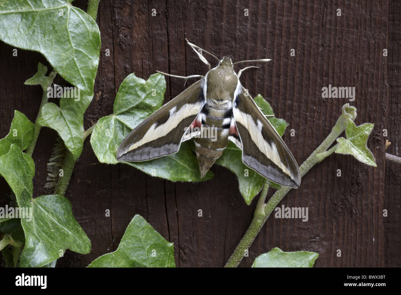 Tier Motten Motten Hawkmoth Hawkmoths "Hawk-Moth" "Hawk Motten" "Hawk ...