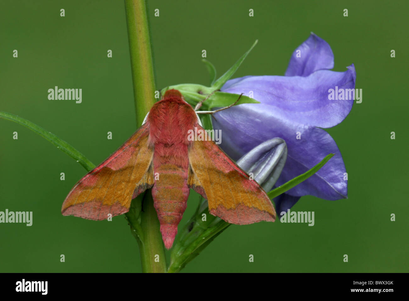 Tier Motten Motten Hawkmoth Hawkmoths "Hawk-Moth" "Hawk Motten" "Hawk ...