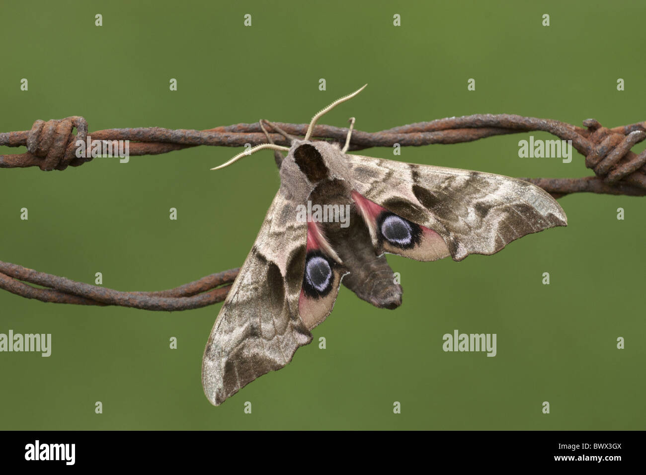 Tier Motten Motten Hawkmoth Hawkmoths "Hawk-Moth" "Hawk Motten" "Hawk ...