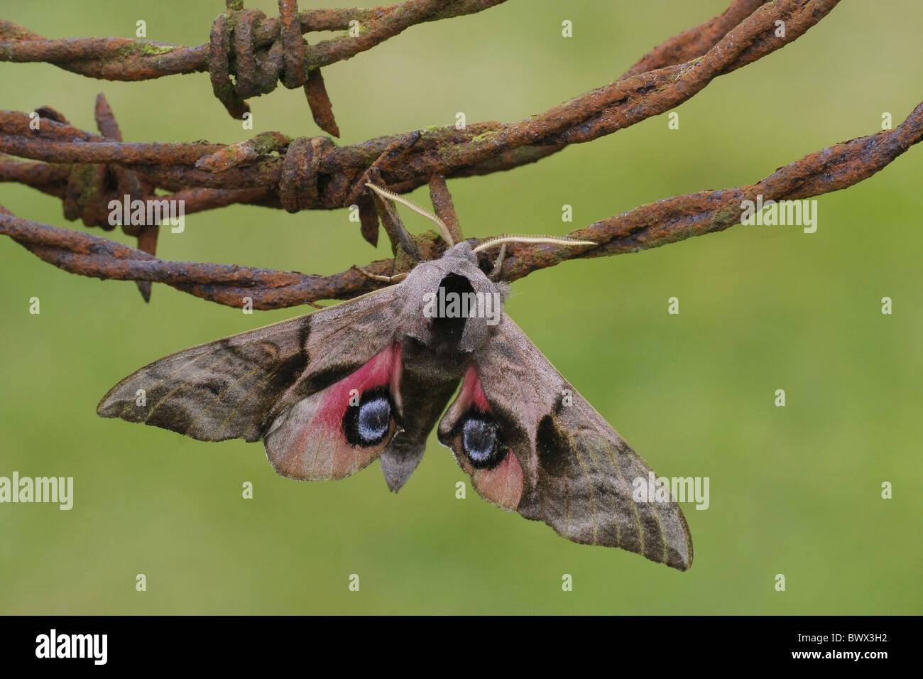 Tier Motten Motten Hawkmoth Hawkmoths "Hawk-Moth" "Hawk Motten" "Hawk ...