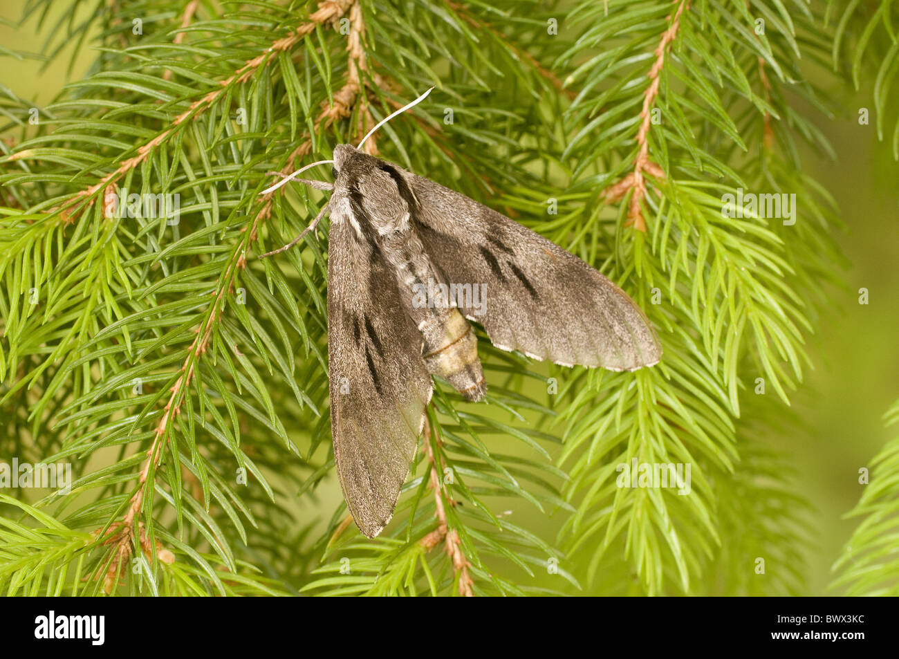 Tier Motten Motten Hawkmoth Hawkmoths "Hawk-Moth" "Hawk Motten" "Hawk ...