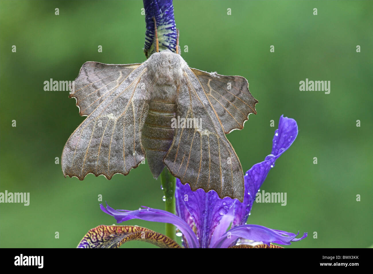 Tier Motten Motten Hawkmoth Hawkmoths Lepidoptera Insekt Insekten ...