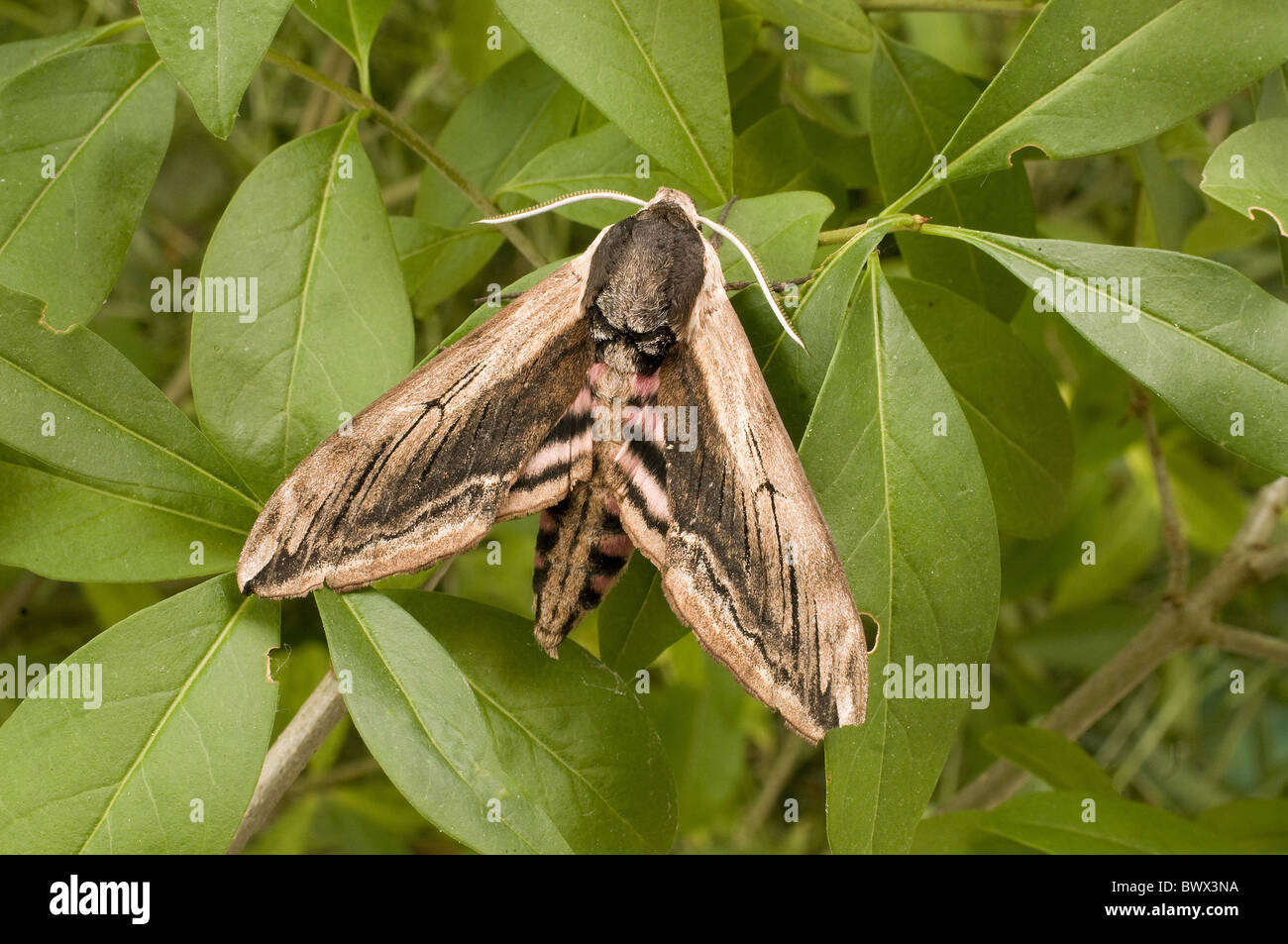 Tier Motten Motten Hawkmoth Hawkmoths "Hawk-Moth" "Hawk Motten" "Hawk ...
