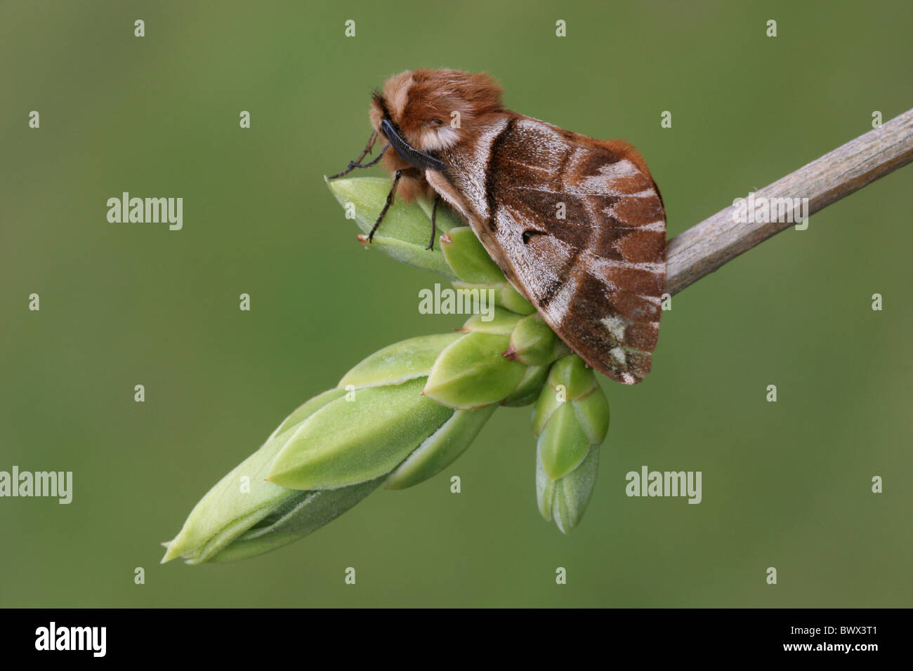 Tier Motten Motten Lepidoptera Insekt Insekten Wirbellose Wirbellosen ...
