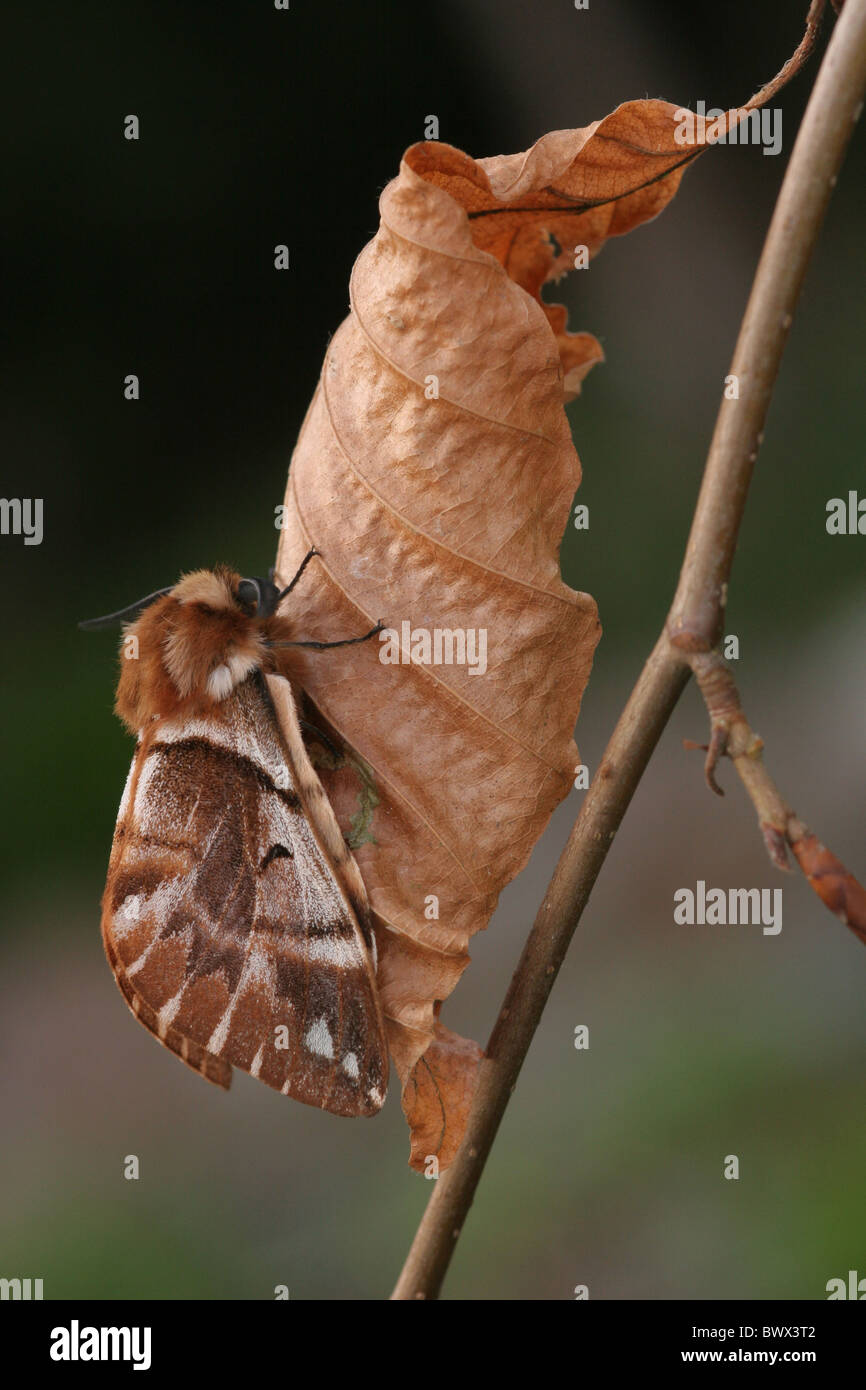 Tier Motten Motten Lepidoptera Insekt Insekten Wirbellose Wirbellosen ...