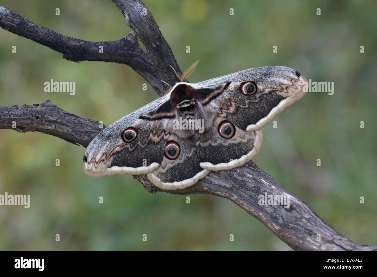 Tier Motten Motten Lepidoptera Insekt Insekten Wirbellose Wirbellosen ...