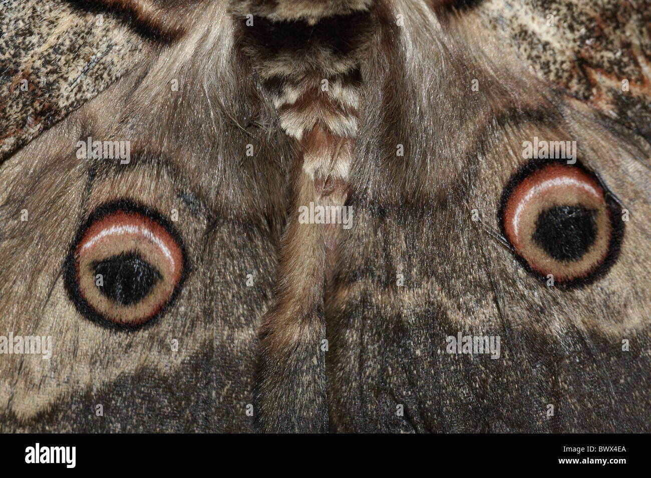 Tier Motten Motten Lepidoptera Insekt Insekten Wirbellose Wirbellosen ...