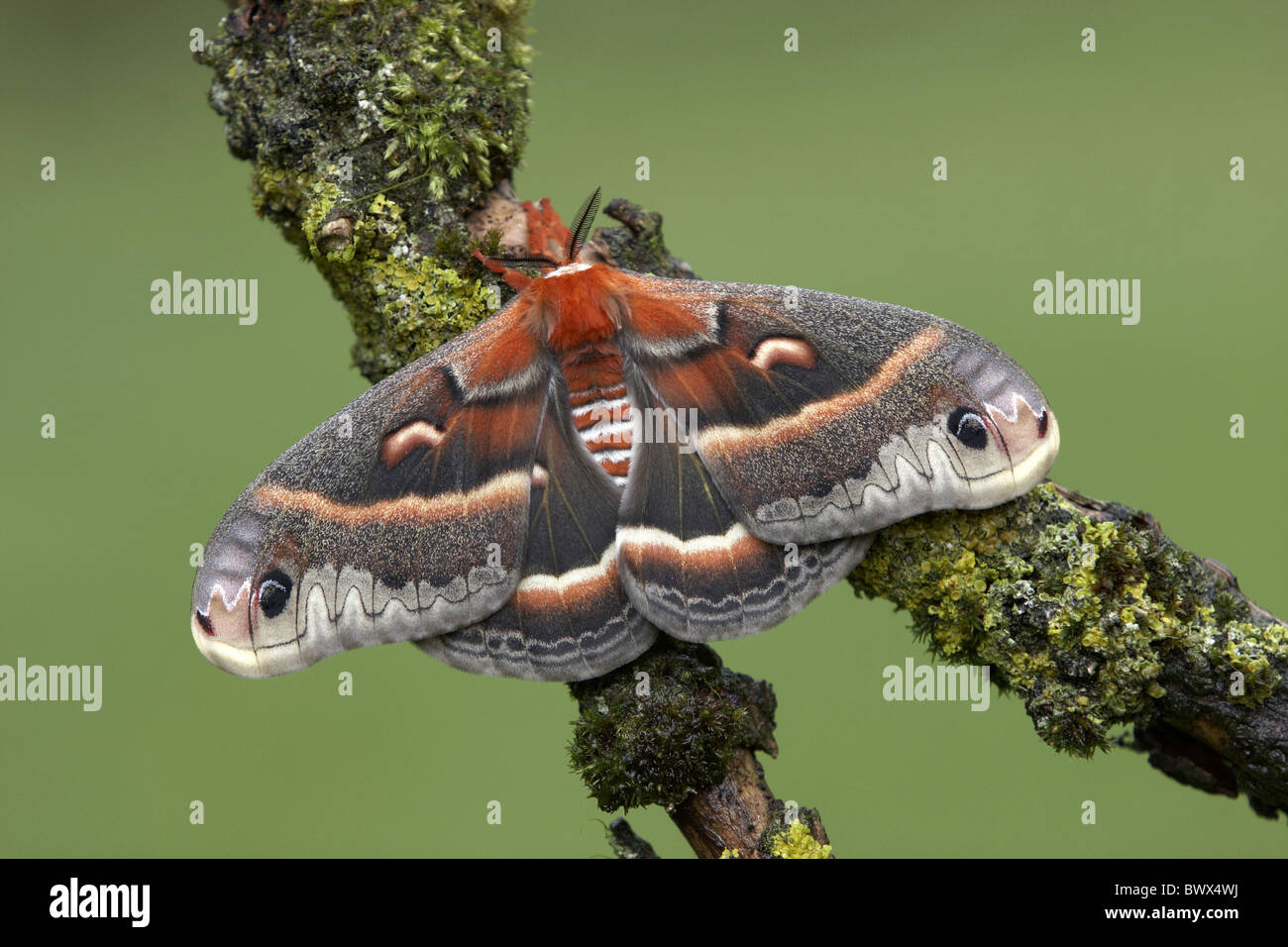 Tier Motten Motten Lepidoptera Insekt Insekten Wirbellose Wirbellosen ...