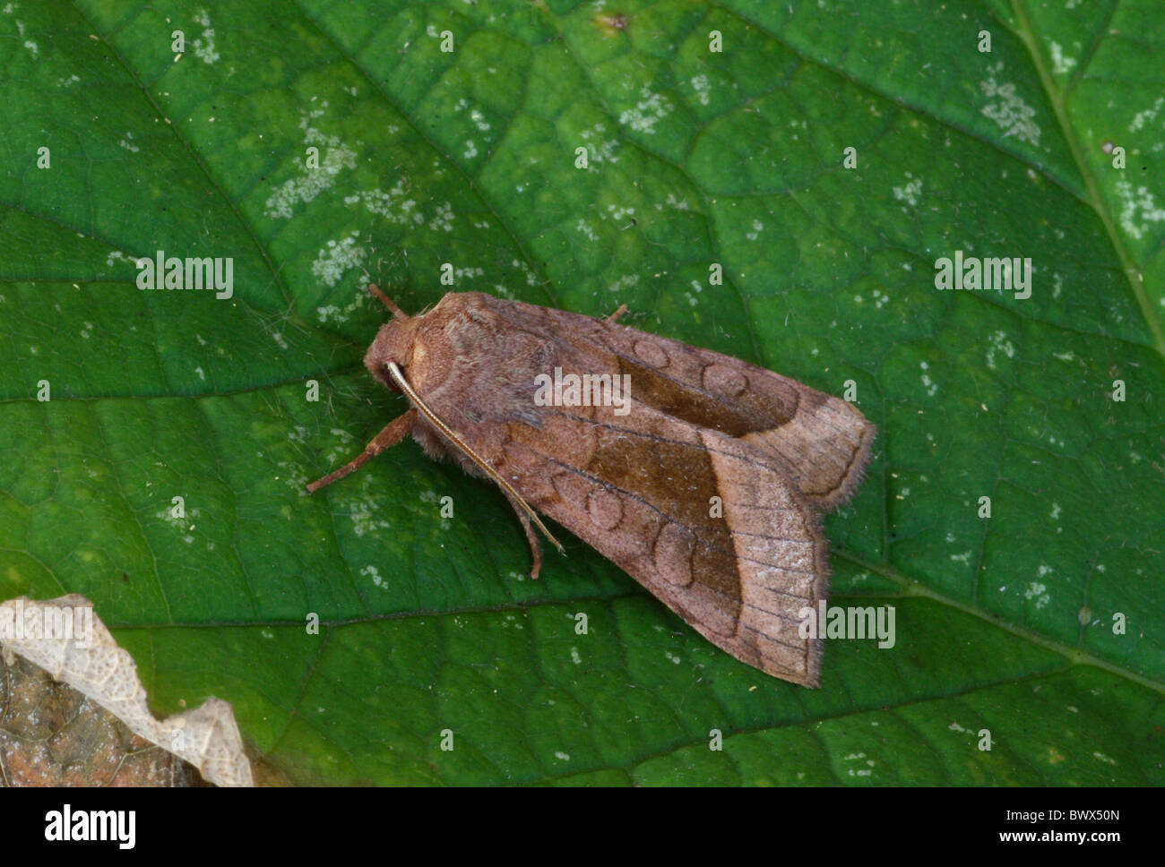 Tier Motten Motten Lepidoptera Insekt Insekten Wirbellose Wirbellosen ...