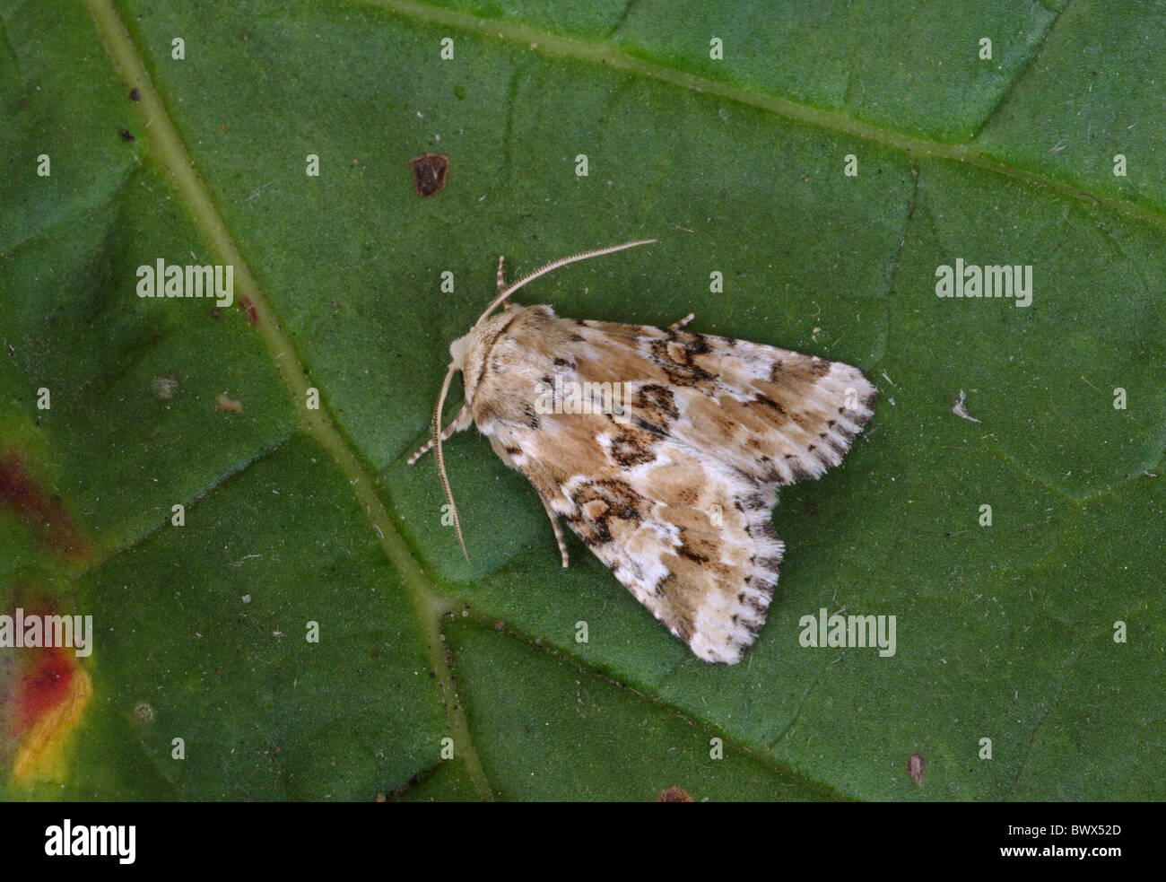 Tier Motten Motten Lepidoptera Insekt Insekten Wirbellose Wirbellosen ...