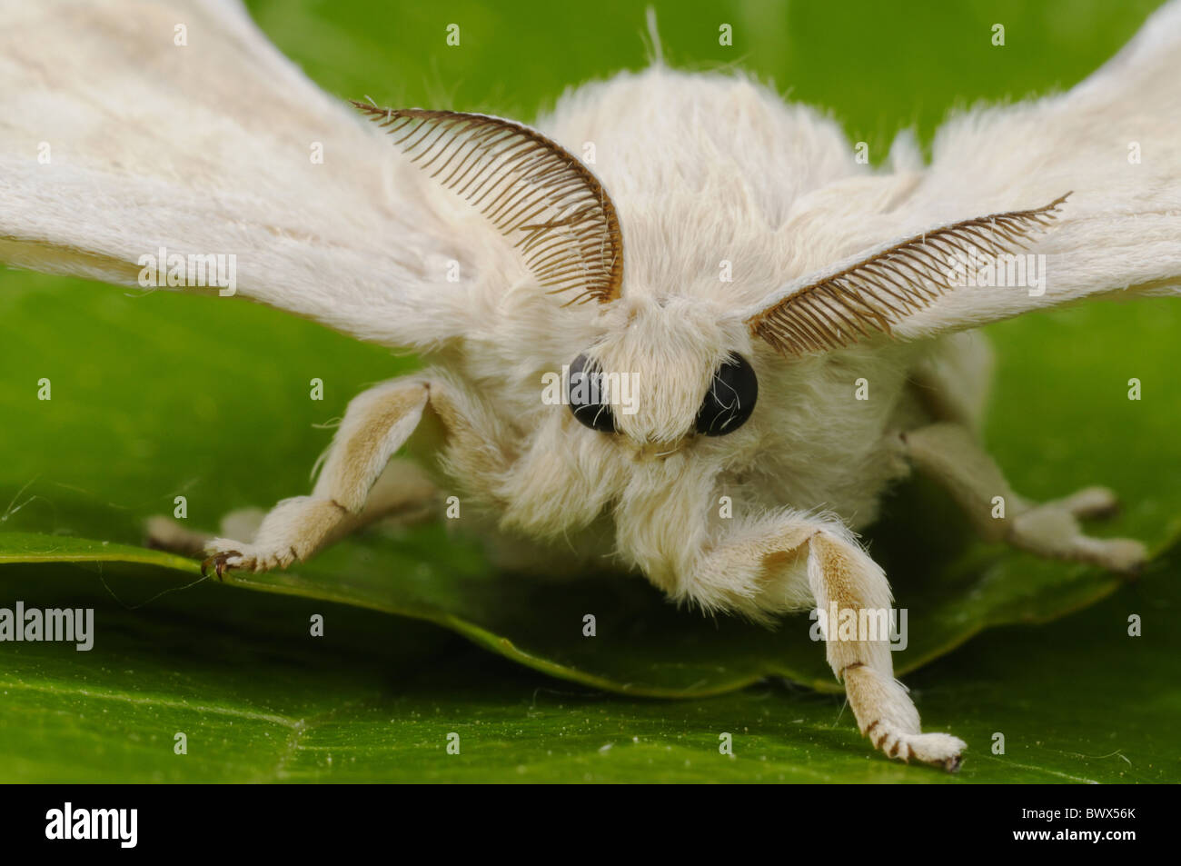 Bombyx Mori Insekten Wirbellose Tier Motten Motten Lepidoptera Insekt ...