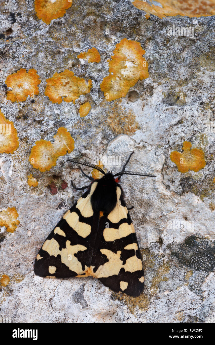 Tier Motten Motten Lepidoptera Insekt Insekten Wirbellose Wirbellosen ...