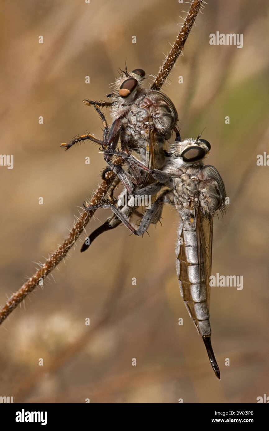 Robber Fly Asilidae Wahrscheinlich Efferia Spp Arizona Usa Ein