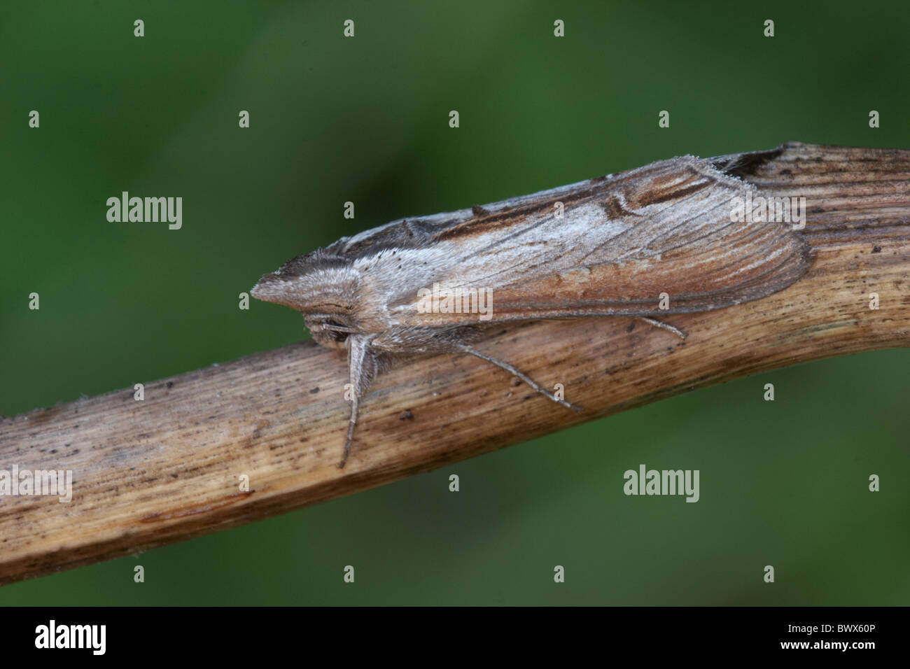 Tier Motten Motten Lepidoptera Insekt Insekten Wirbellose Wirbellosen ...